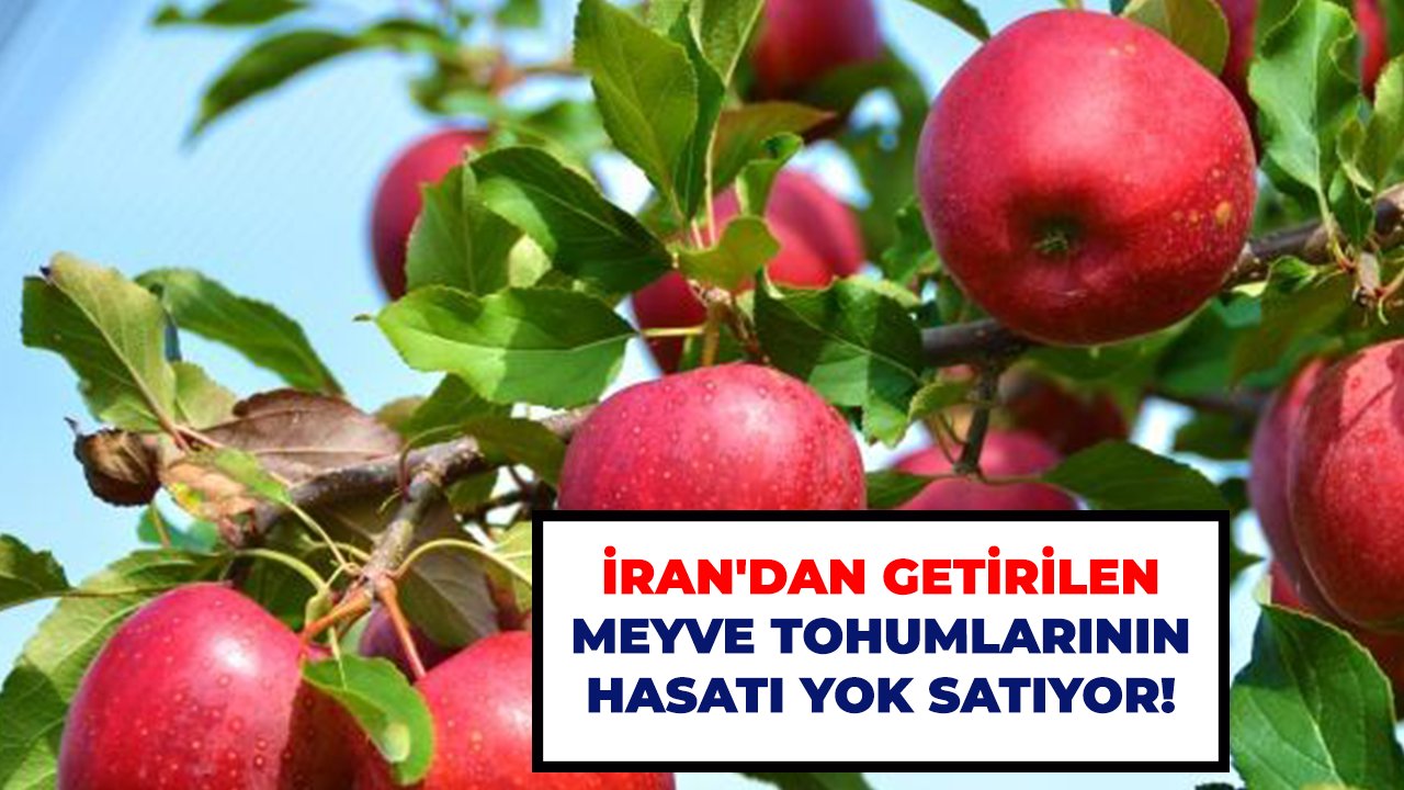 İran'dan getirilen meyve tohumlarının hasatı yok satıyor!
